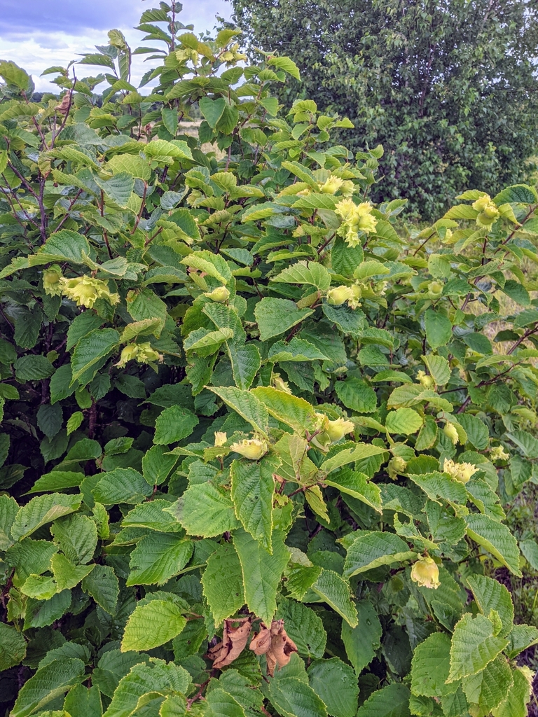 american hazelnut (corylus americana) - Mooncrater Nursery
