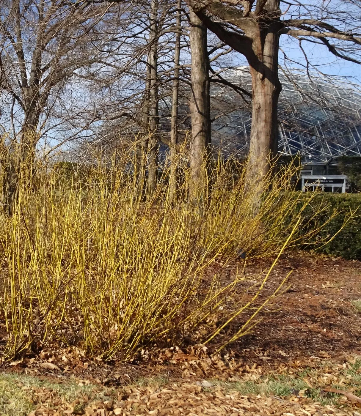 yellow-twig dogwood (variegated form) (cornus sericea) - Mooncrater Nursery